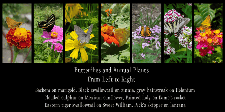 Turn your Garden into a Butterfly Buffet from Eden of Wings