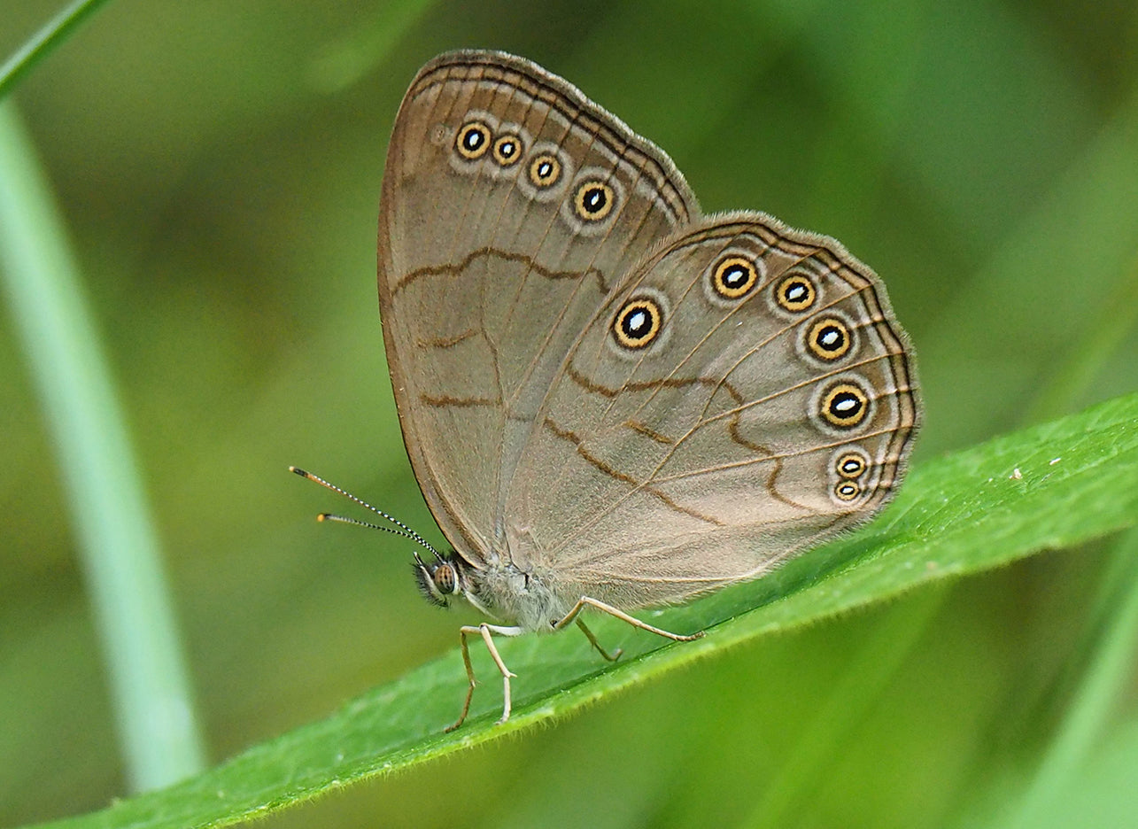 Nymphs- Satyr Butterfly & their Host Plants @ Eden of Wings