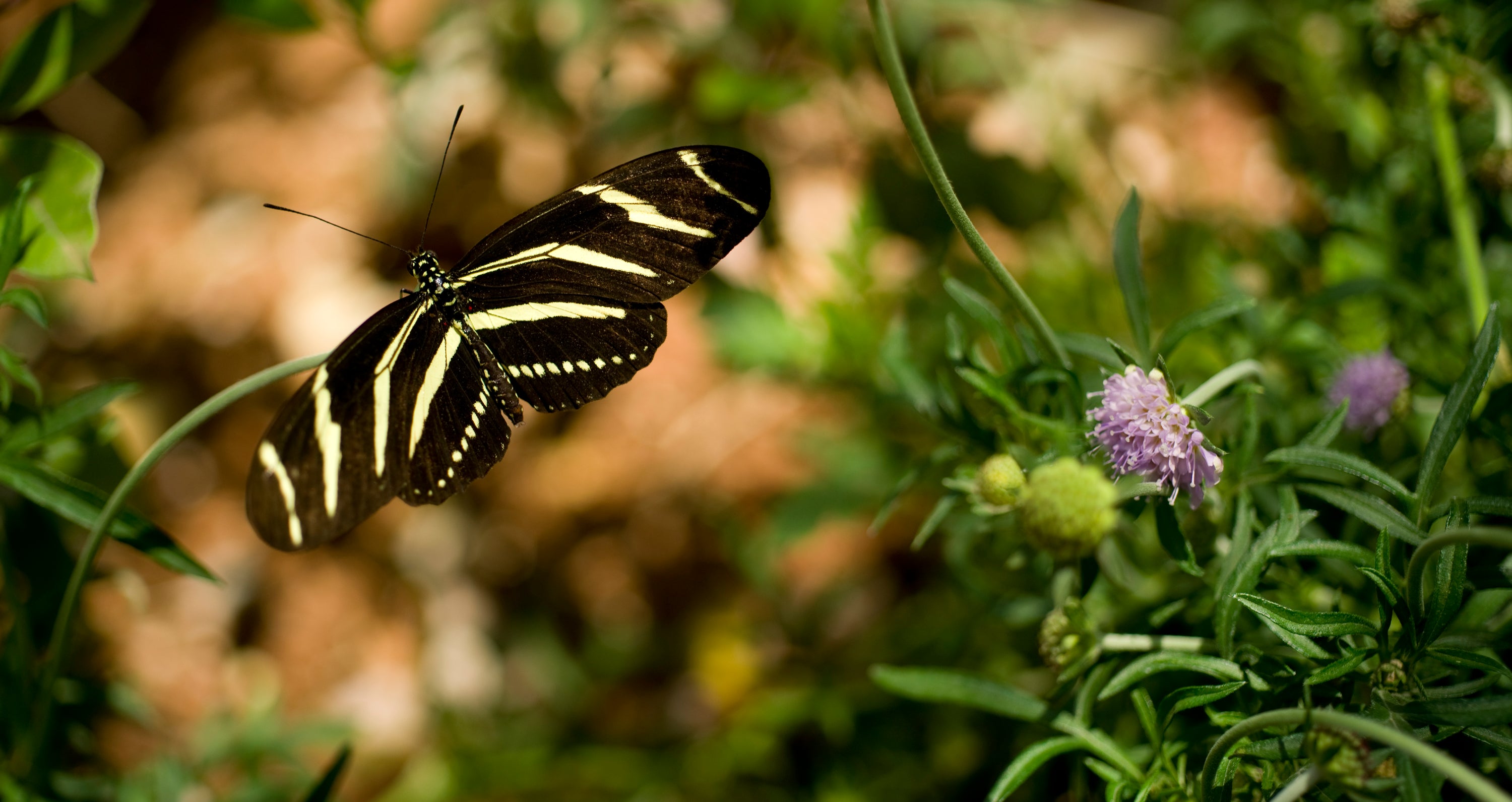 Eden of Wings, Best Butterfly Host Plants Nursery!