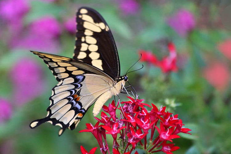 Florida Native and Pollinator Plants – Eden of Wings