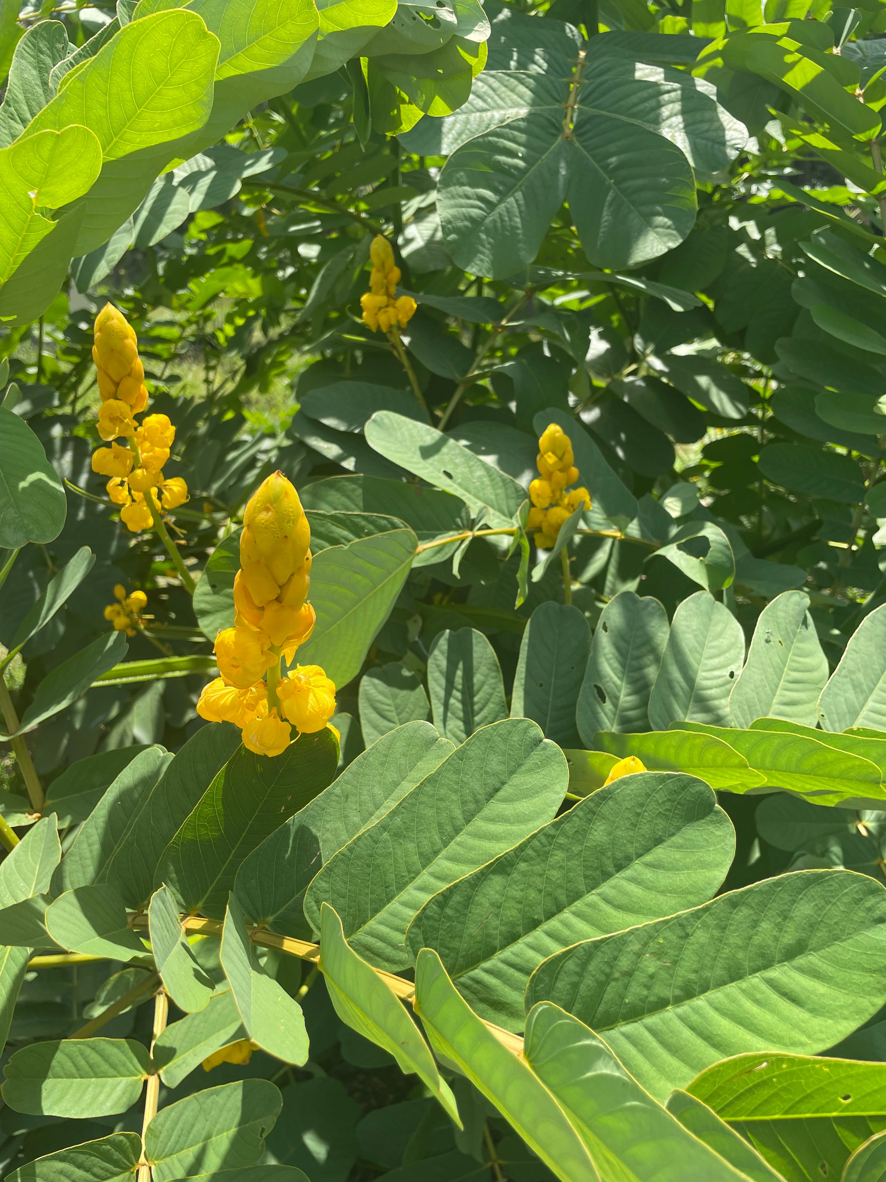 Senna Alata " Cassia Alata" – Eden of Wings