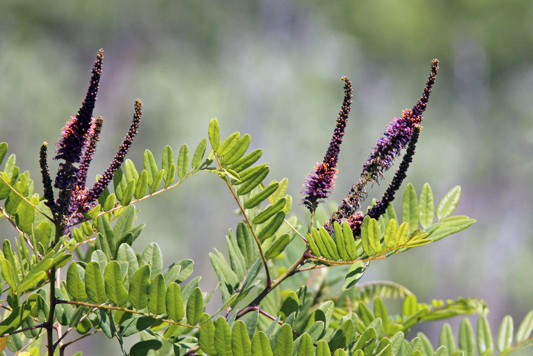 Buy Amorpha Fruticosa Plant - Versatile Shrub – Eden of Wings