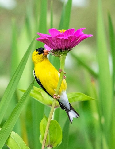 Hummingbird & Wild Bird Berry Plants – Eden of Wings