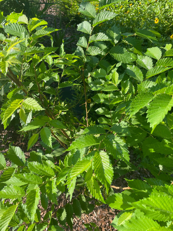 False Nettle Host Plants @ Eden of Wings Nursery, FL